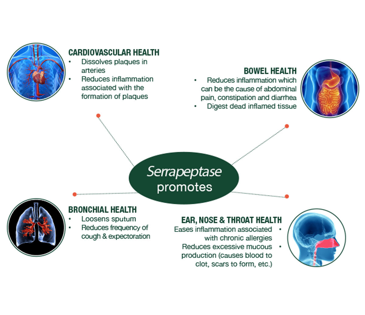 Serrapeptase Enzyme - The Ultimate Key to Vibrant Living – Bio Absorb ...